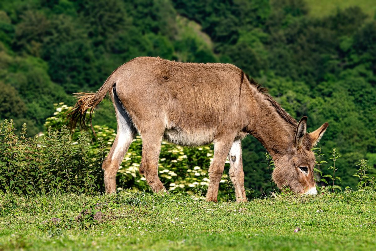 Naturaleza - Diferalia